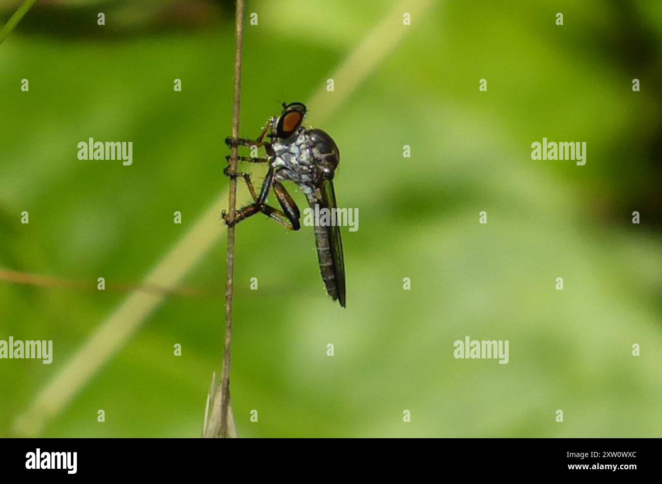 Northeastern Plumetop (Ommatius tibialis) Insecta Stock Photo - Alamy