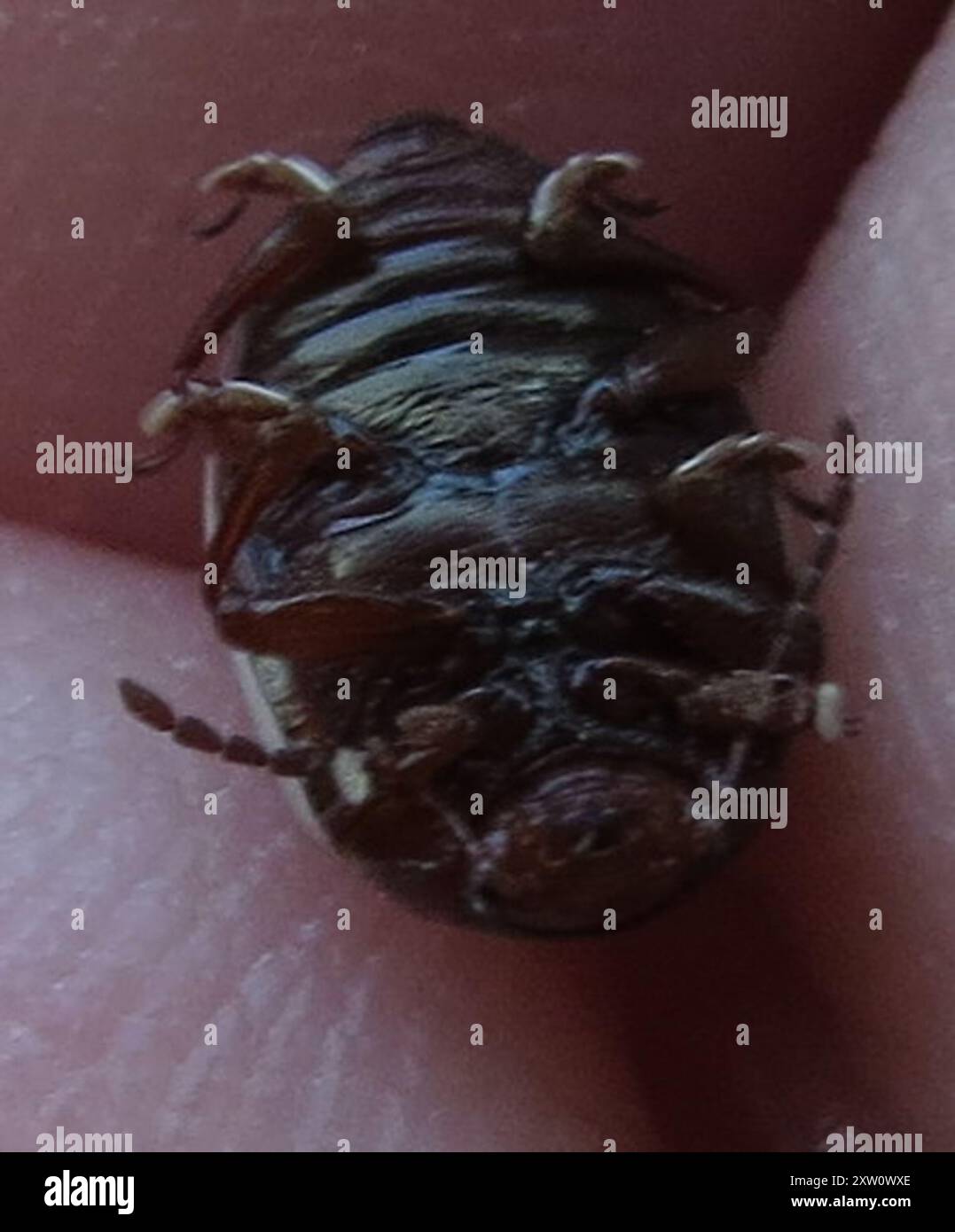 Ragweed Leaf Beetle (Calligrapha suturalis) Insecta Stock Photo - Alamy