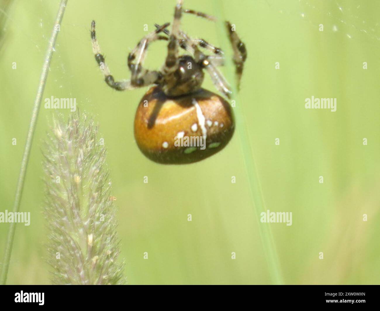 Four-spot Orbweaver (Araneus quadratus) Arachnida Stock Photo - Alamy