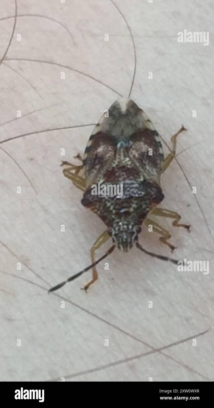 Edge-striped Shield Bug (Elasmucha lateralis) Insecta Stock Photo - Alamy