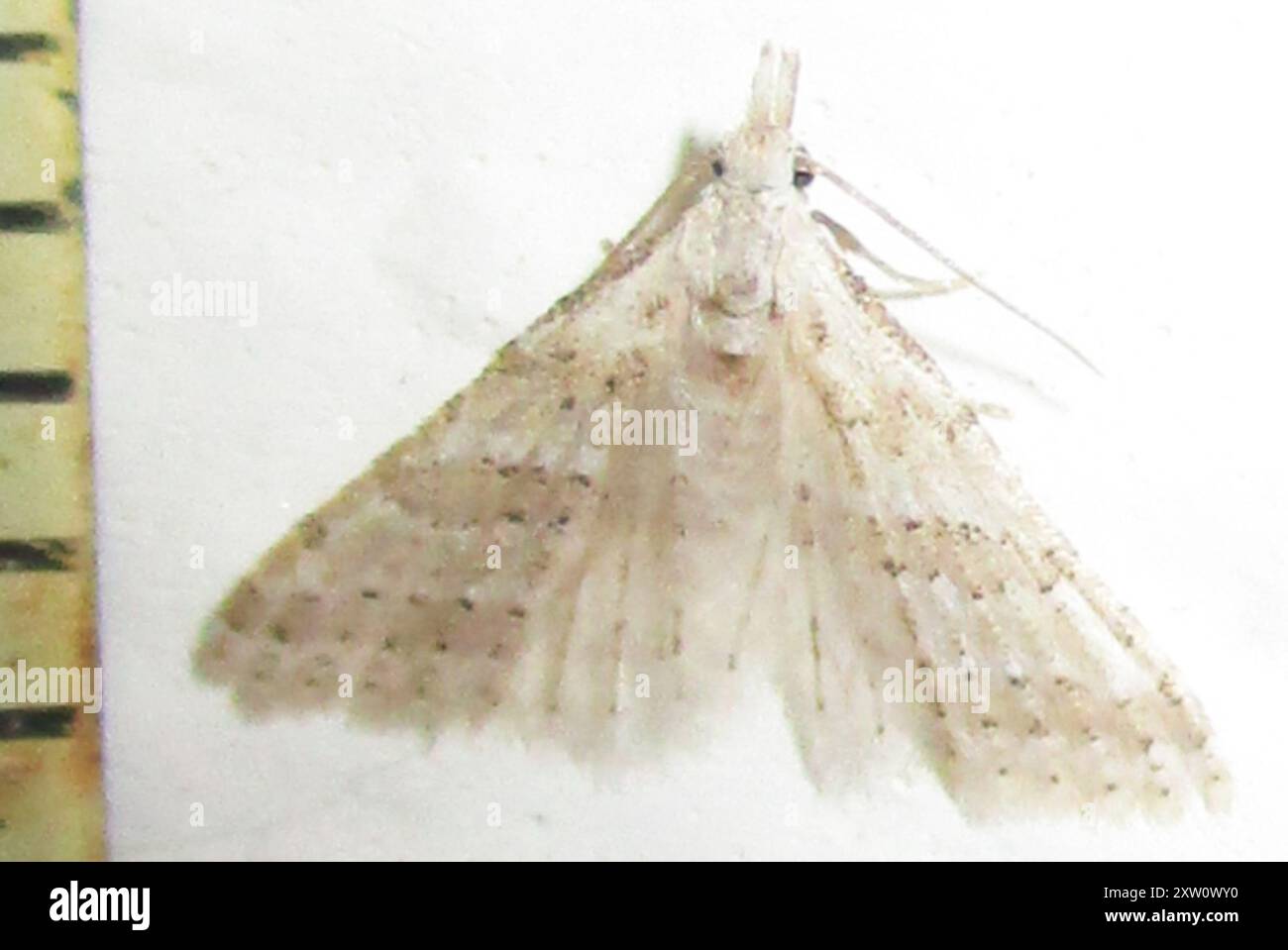 Many plumed moths hi-res stock photography and images - Alamy