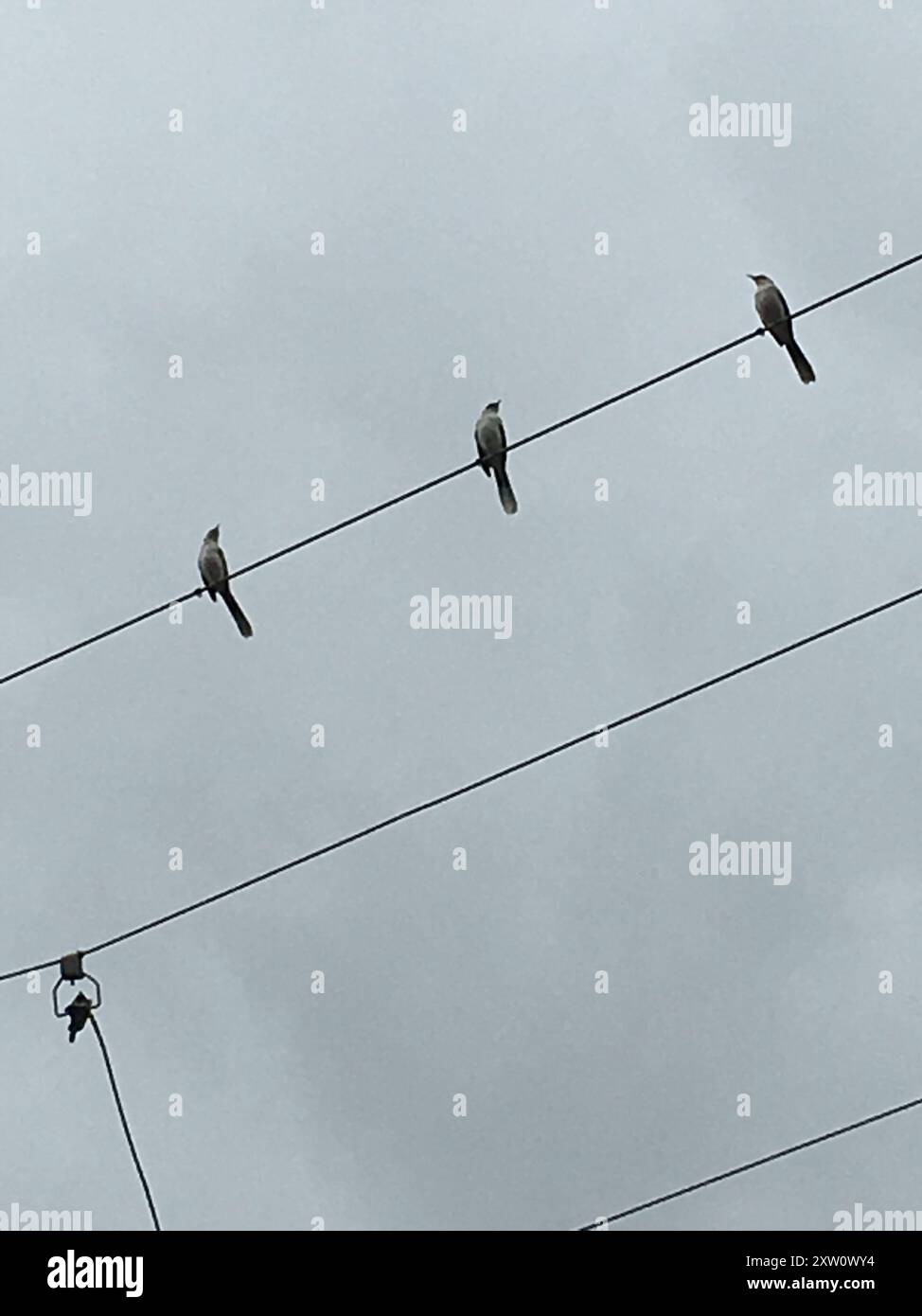 Tropical Mockingbird (Mimus gilvus) Aves Stock Photo - Alamy