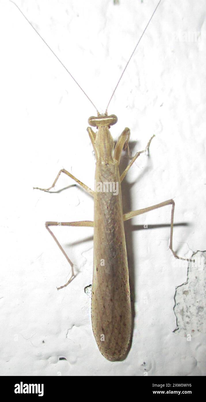Mantids (Mantidae) Insecta Stock Photo - Alamy