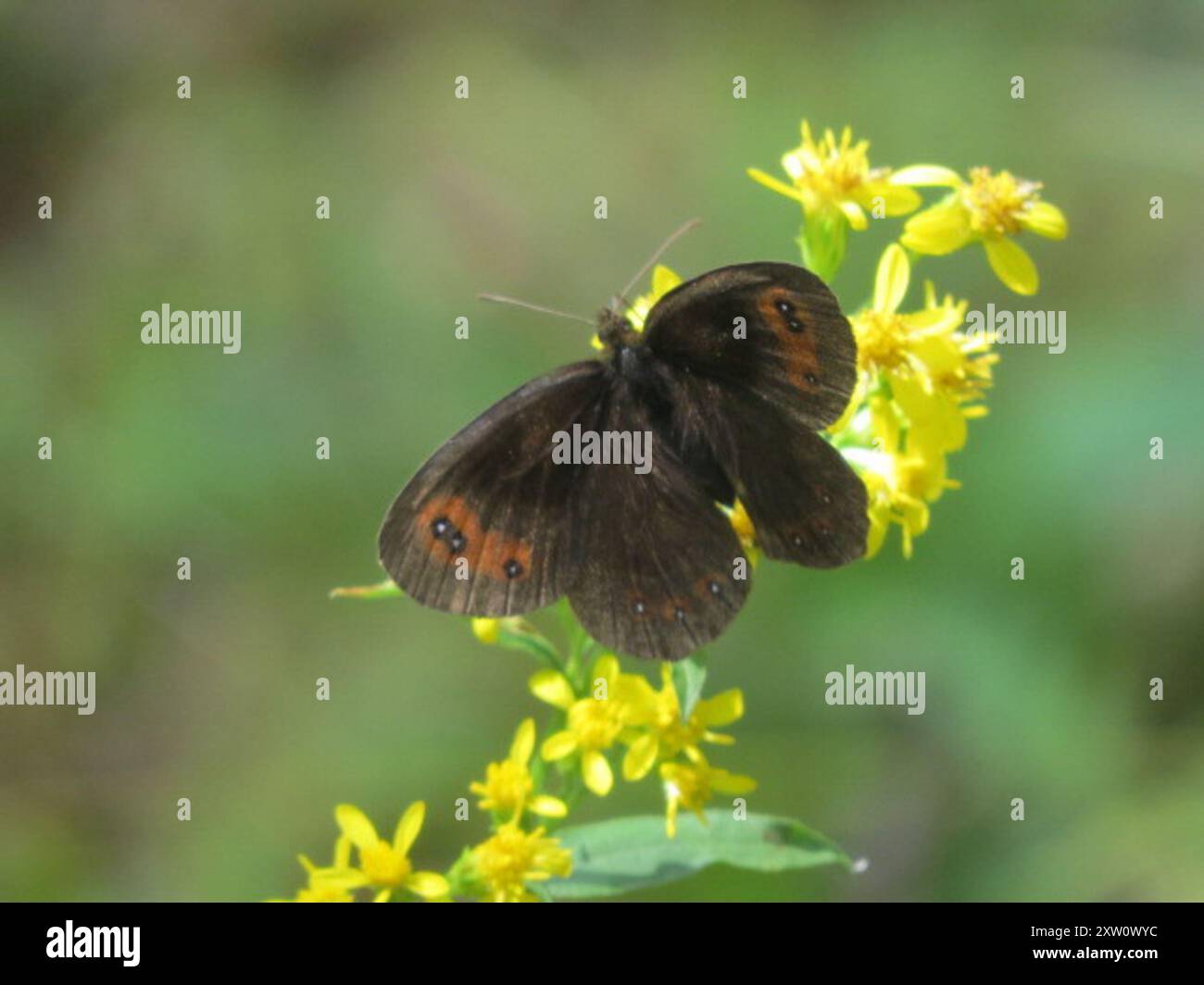 Scotch Argus (Erebia aethiops) Insecta Stock Photo - Alamy
