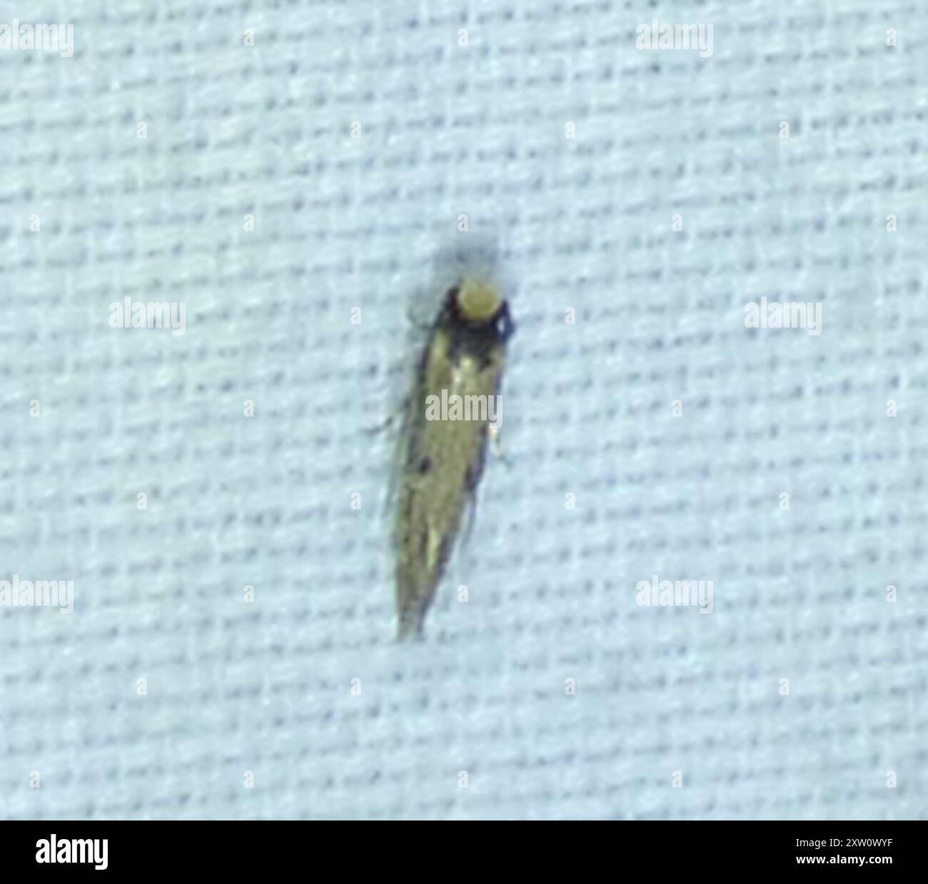 Dark-collared Tinea Moth (Tinea apicimaculella) Insecta Stock Photo - Alamy