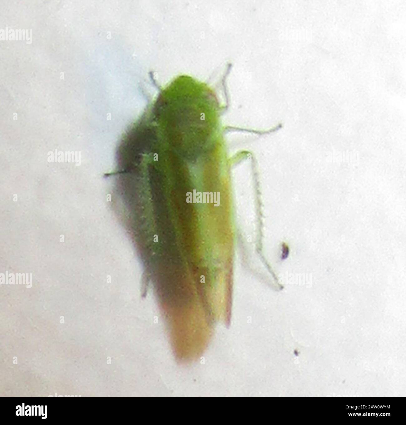 Typical Leafhoppers (Cicadellidae) Insecta Stock Photo - Alamy