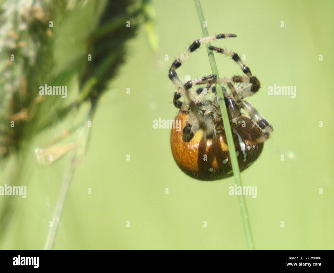 Four-spot Orbweaver (Araneus quadratus) Arachnida Stock Photo - Alamy