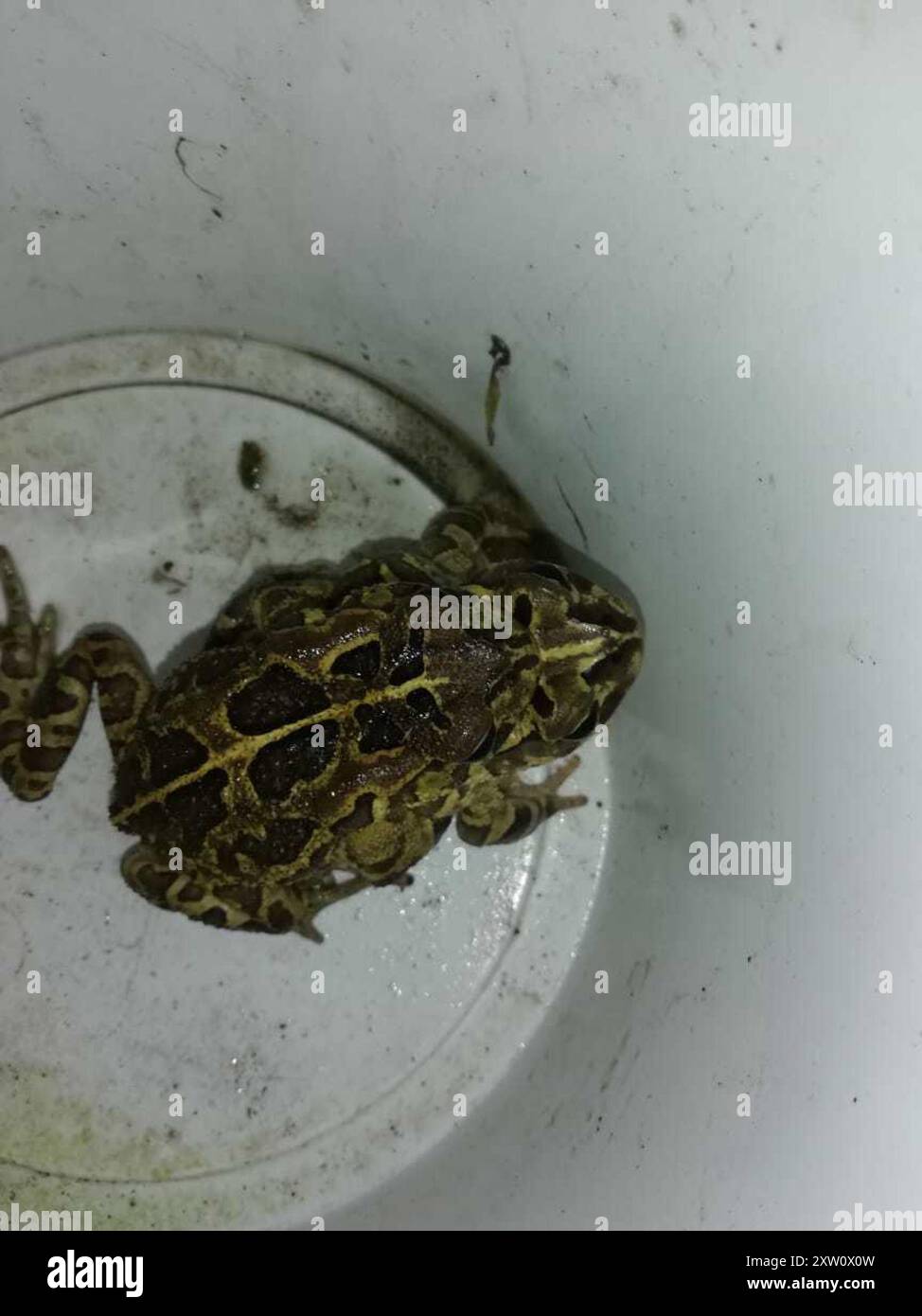 Western Leopard Toad (Sclerophrys pantherina) Amphibia Stock Photo - Alamy