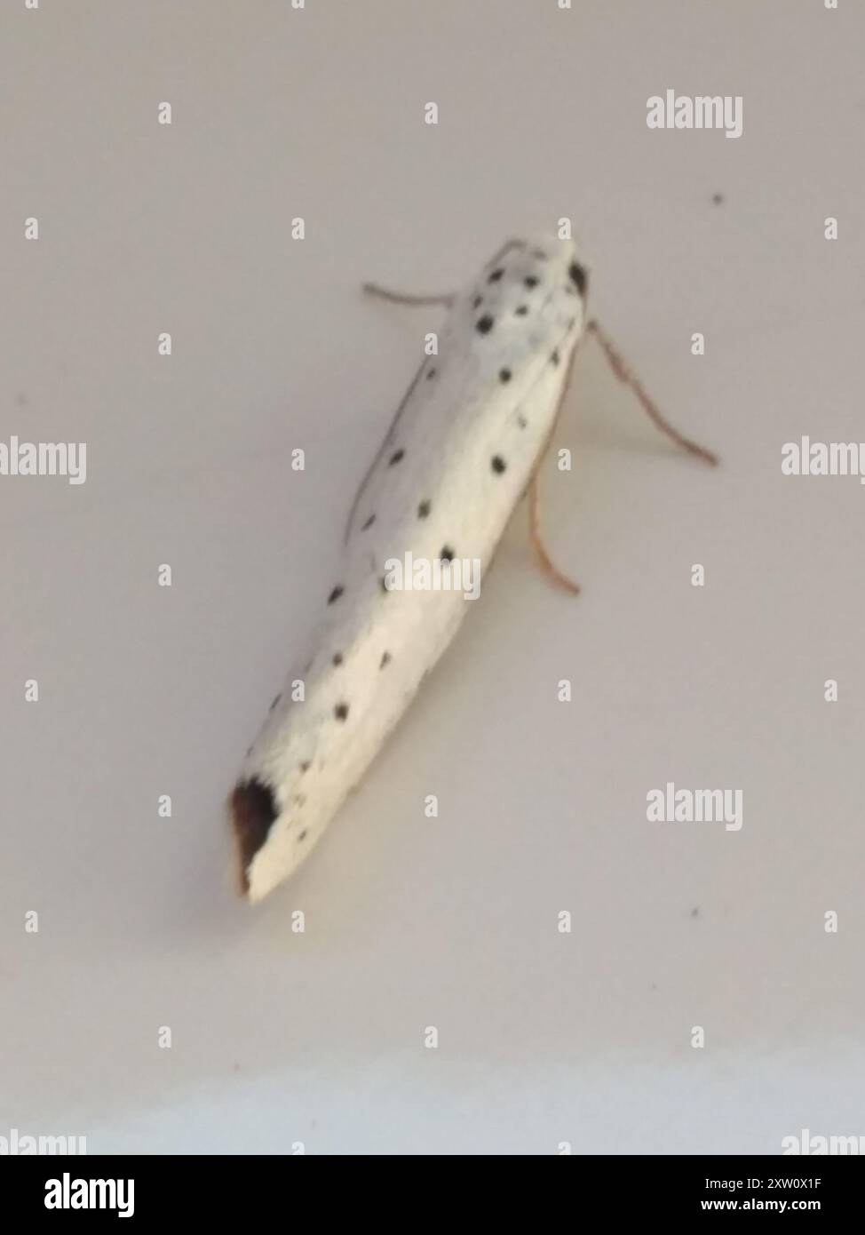 Small Ermine Moths (Yponomeuta) Insecta Stock Photo - Alamy