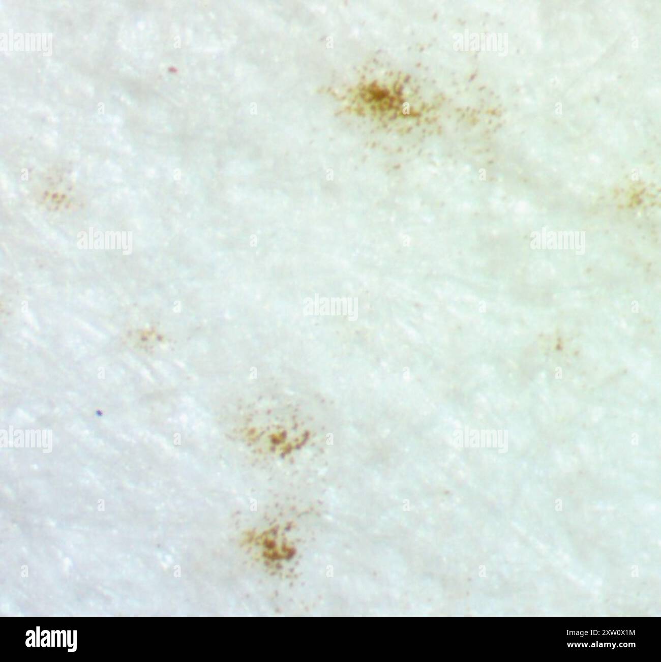 golden reishi (Ganoderma curtisii) Fungi Stock Photo - Alamy