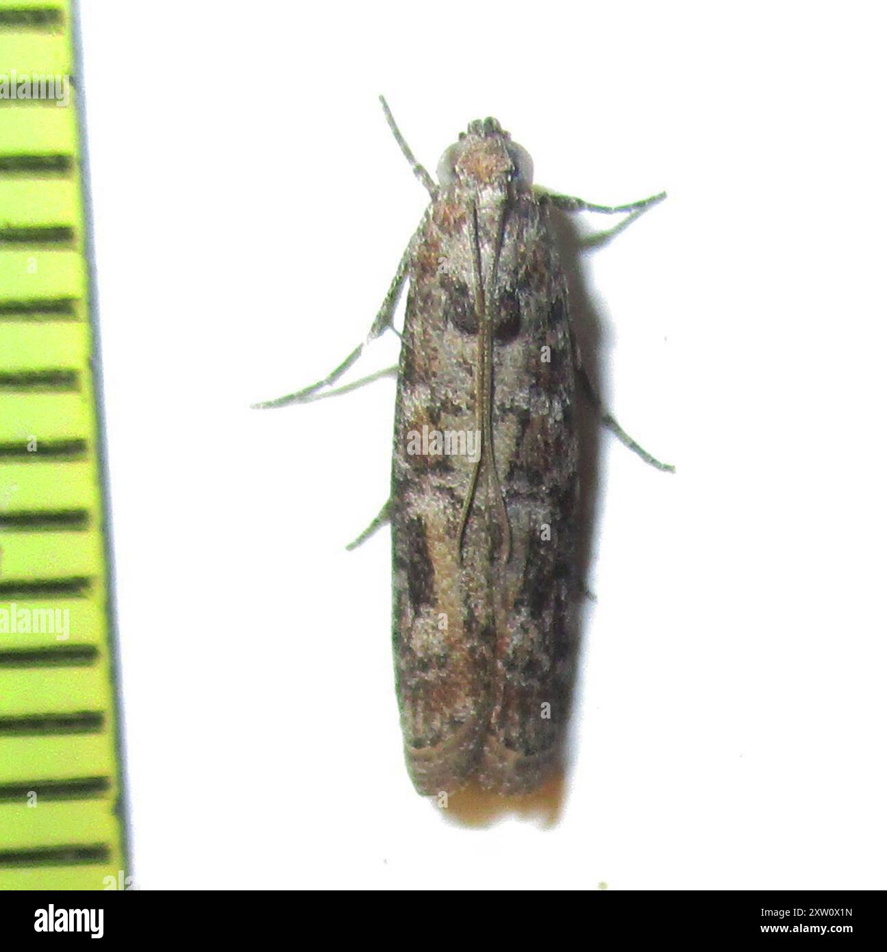 Knot-horn Moths (Phycitinae) Insecta Stock Photo - Alamy