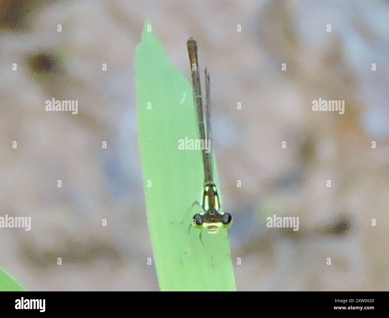 Fragile Forktail (Ischnura posita) Insecta Stock Photo - Alamy