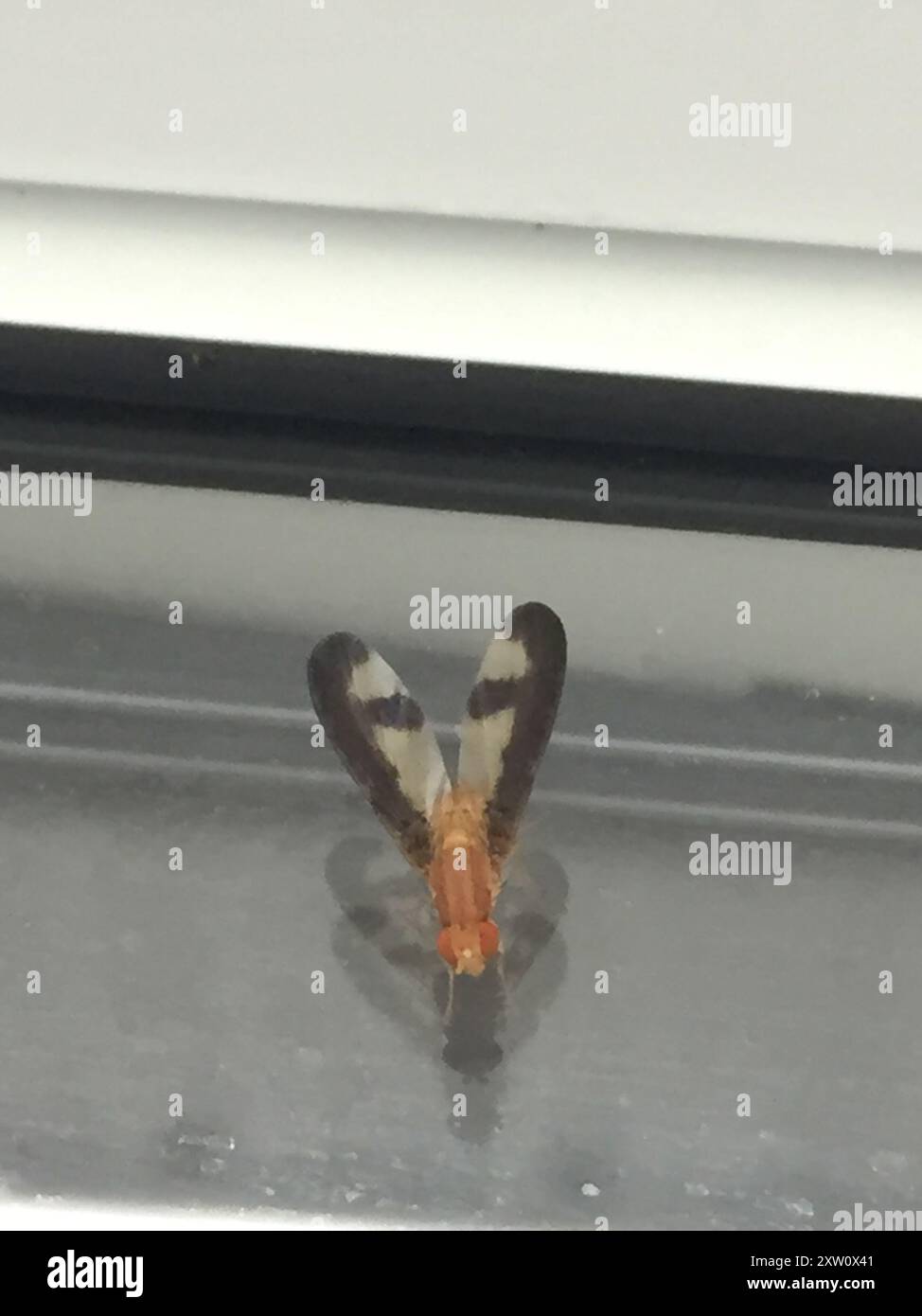 Antlered Flutter Fly (Toxonevra superba) Insecta Stock Photo - Alamy