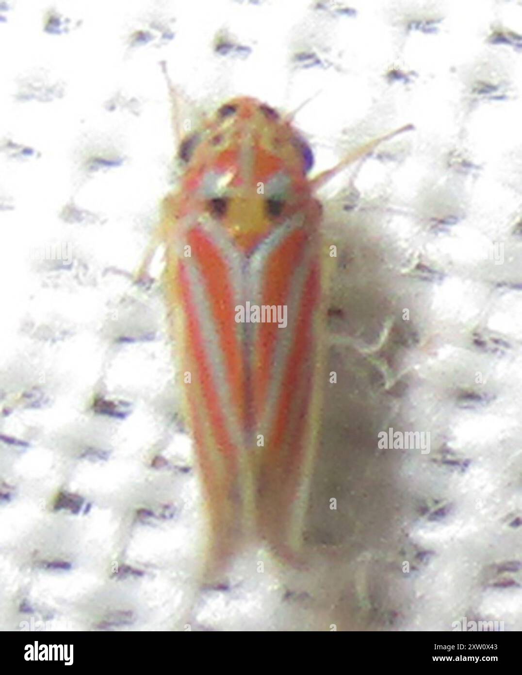 Typical Leafhoppers (Cicadellidae) Insecta Stock Photo - Alamy