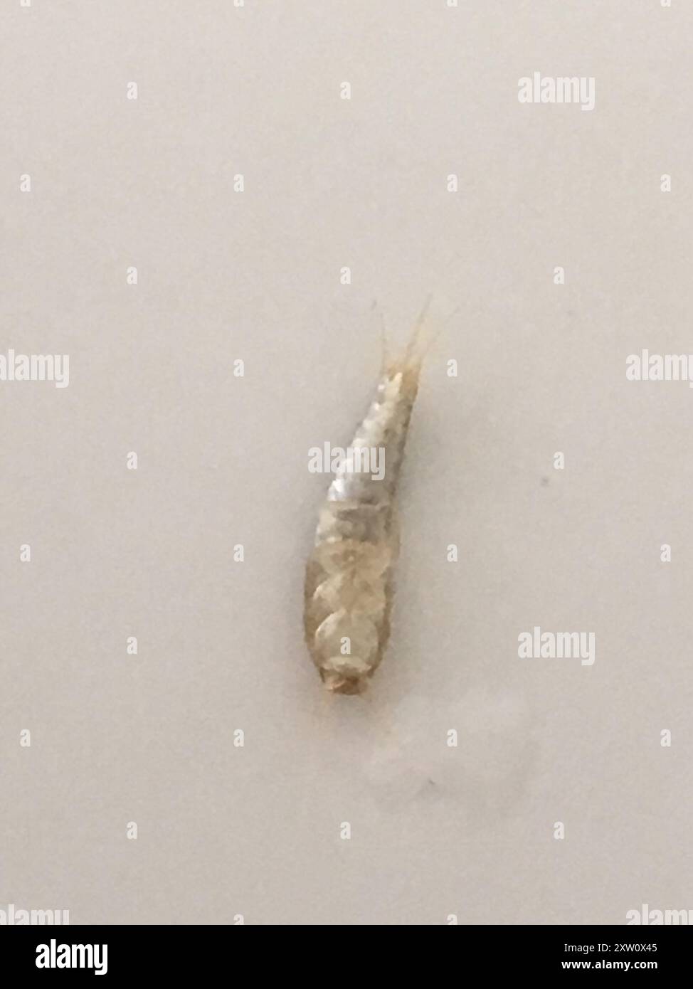 Common Silverfish (Lepisma saccharinum) Insecta Stock Photo - Alamy
