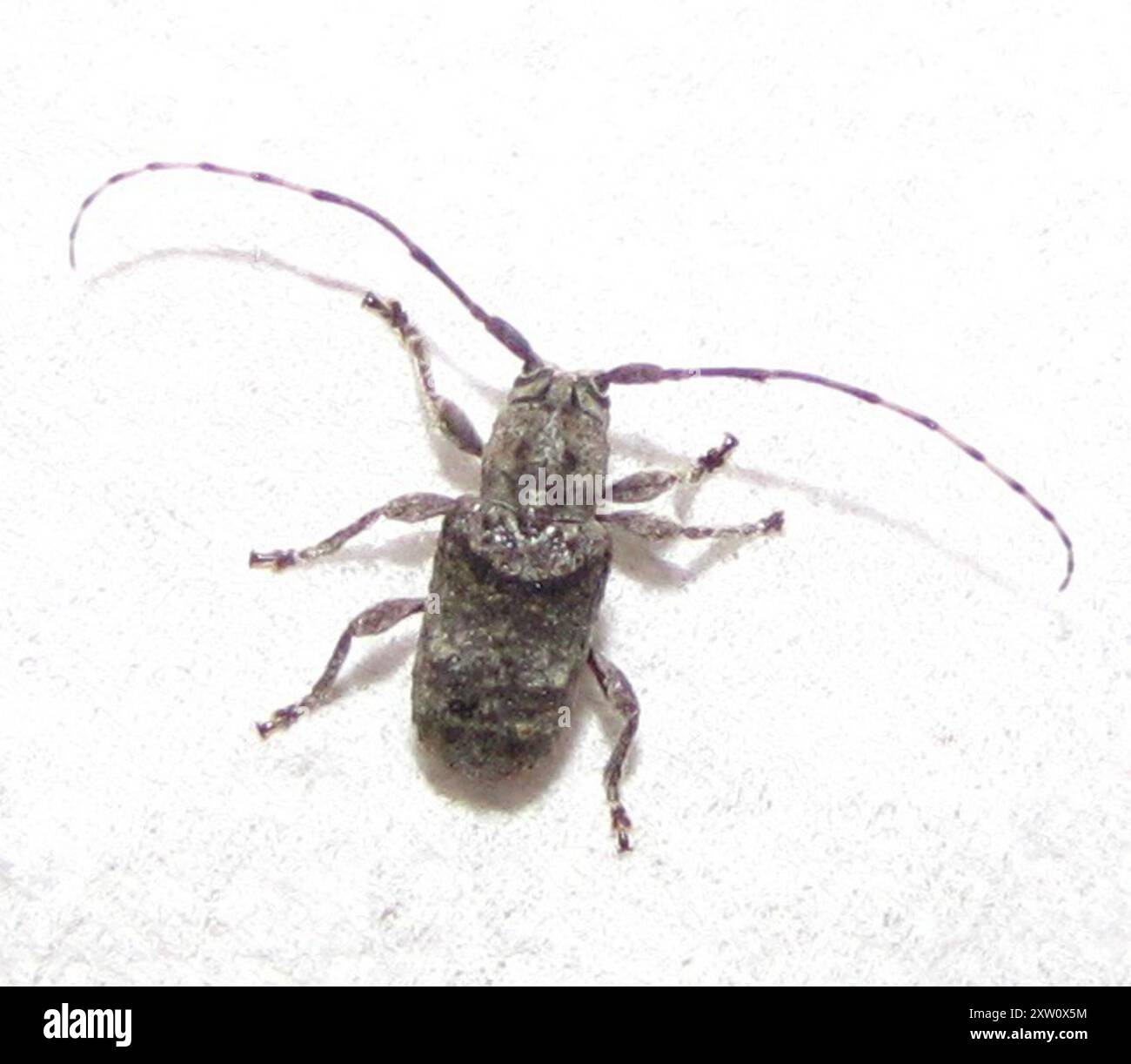 Rough-coated Long-horned Beetle (Ecyrus dasycerus) Insecta Stock Photo ...