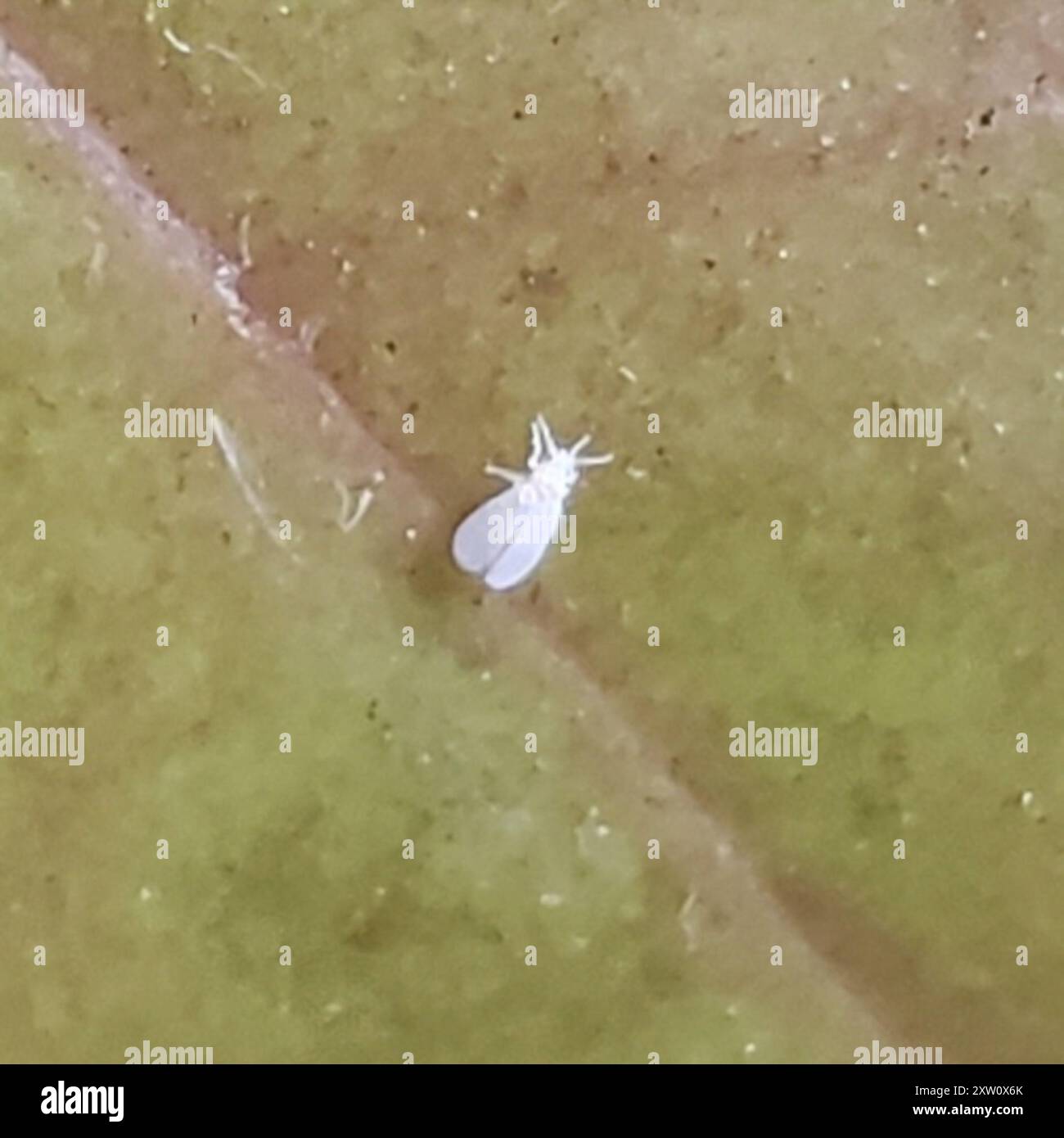 Whiteflies (Aleyrodidae) Insecta Stock Photo - Alamy