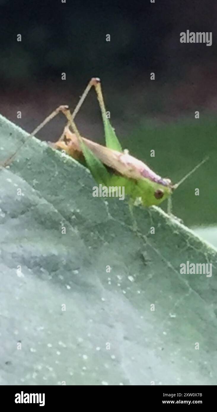 Short-winged Meadow Katydid (Conocephalus brevipennis) Insecta Stock ...