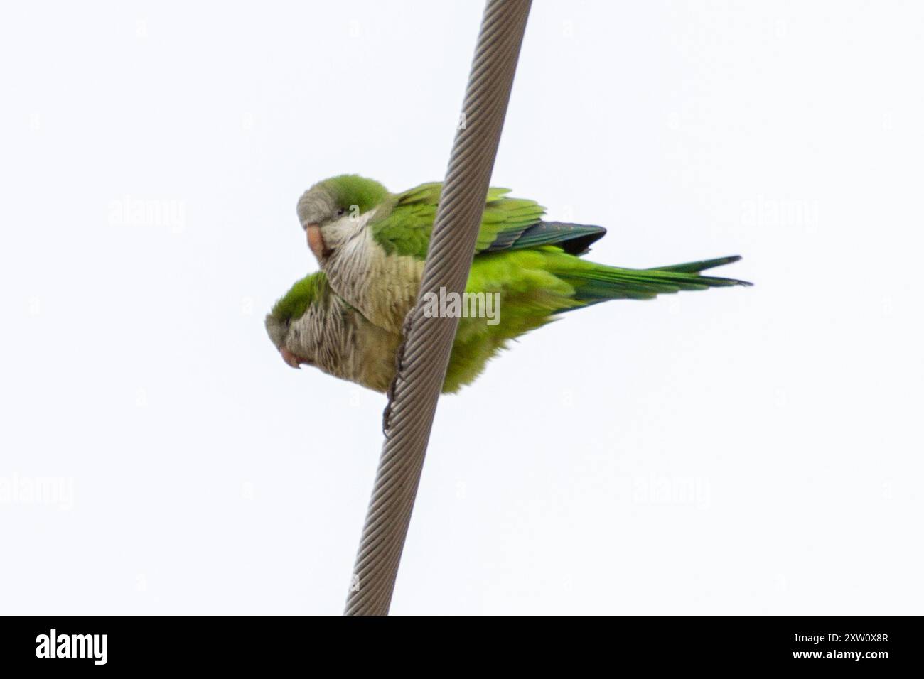 Monk Parakeet (Myiopsitta monachus) Aves Stock Photo - Alamy