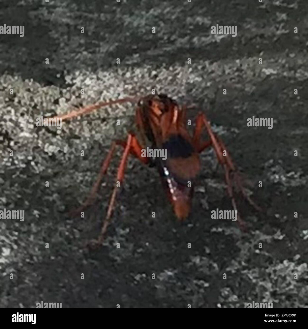 Spider Wasps (Pompilidae) Insecta Stock Photo - Alamy