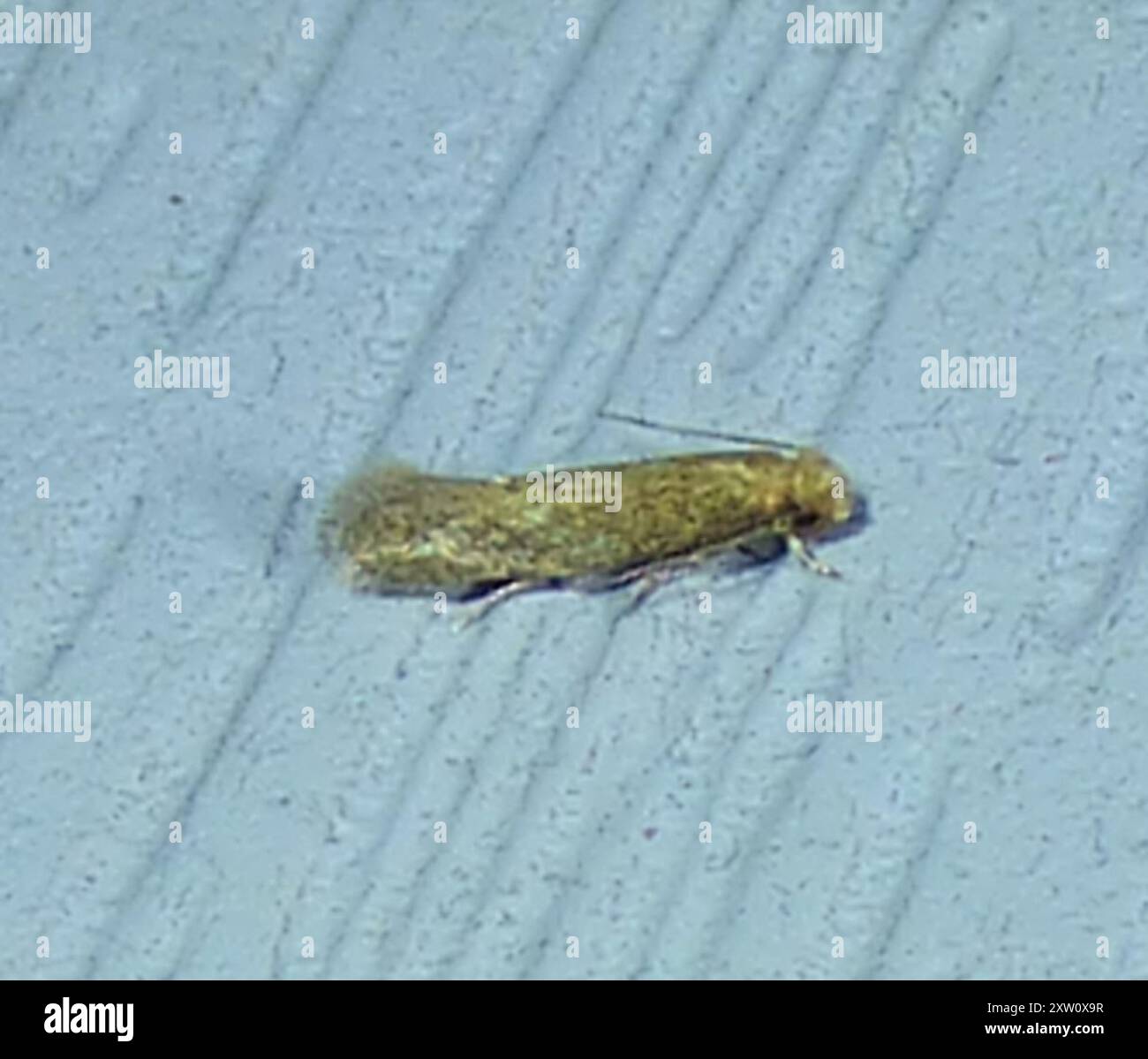 Fungus Moths, Clothes Moths, & Allies (Tineidae) Insecta Stock Photo ...