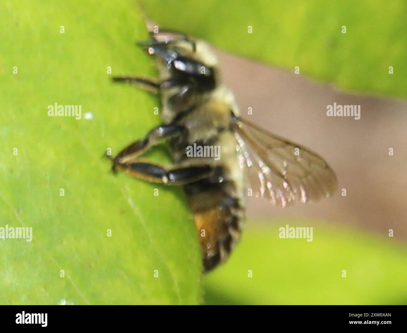broad-handed leafcutter bee (Megachile latimanus) Insecta Stock Photo ...