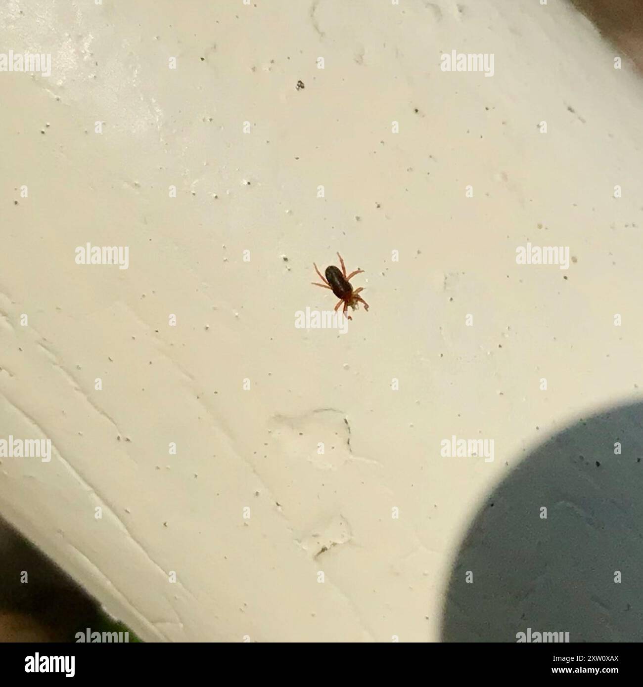 Mites and Ticks (Acari) Arachnida Stock Photo - Alamy