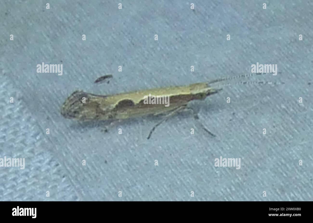 Diamondback Moth (Plutella xylostella) Insecta Stock Photo - Alamy