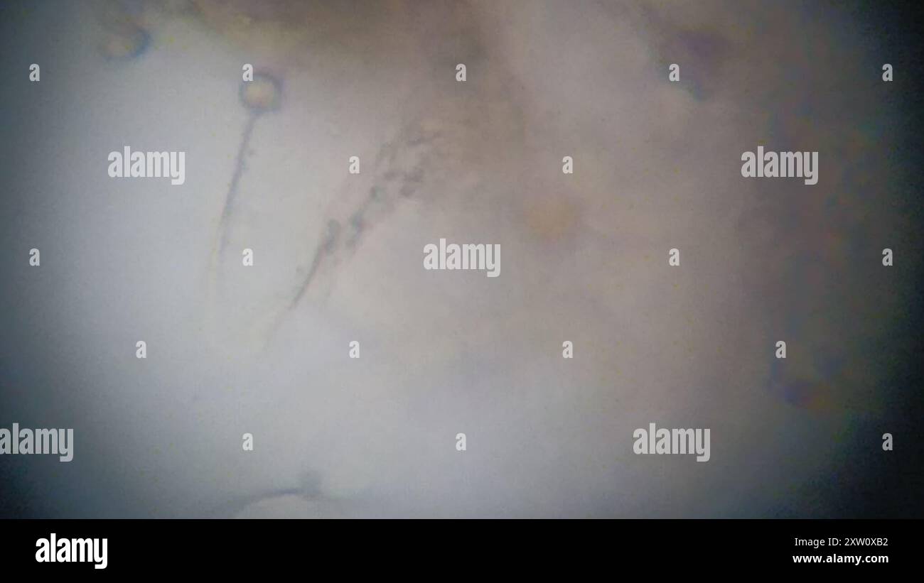 chestnut brittlestem (Homophron spadiceum) Fungi Stock Photo - Alamy