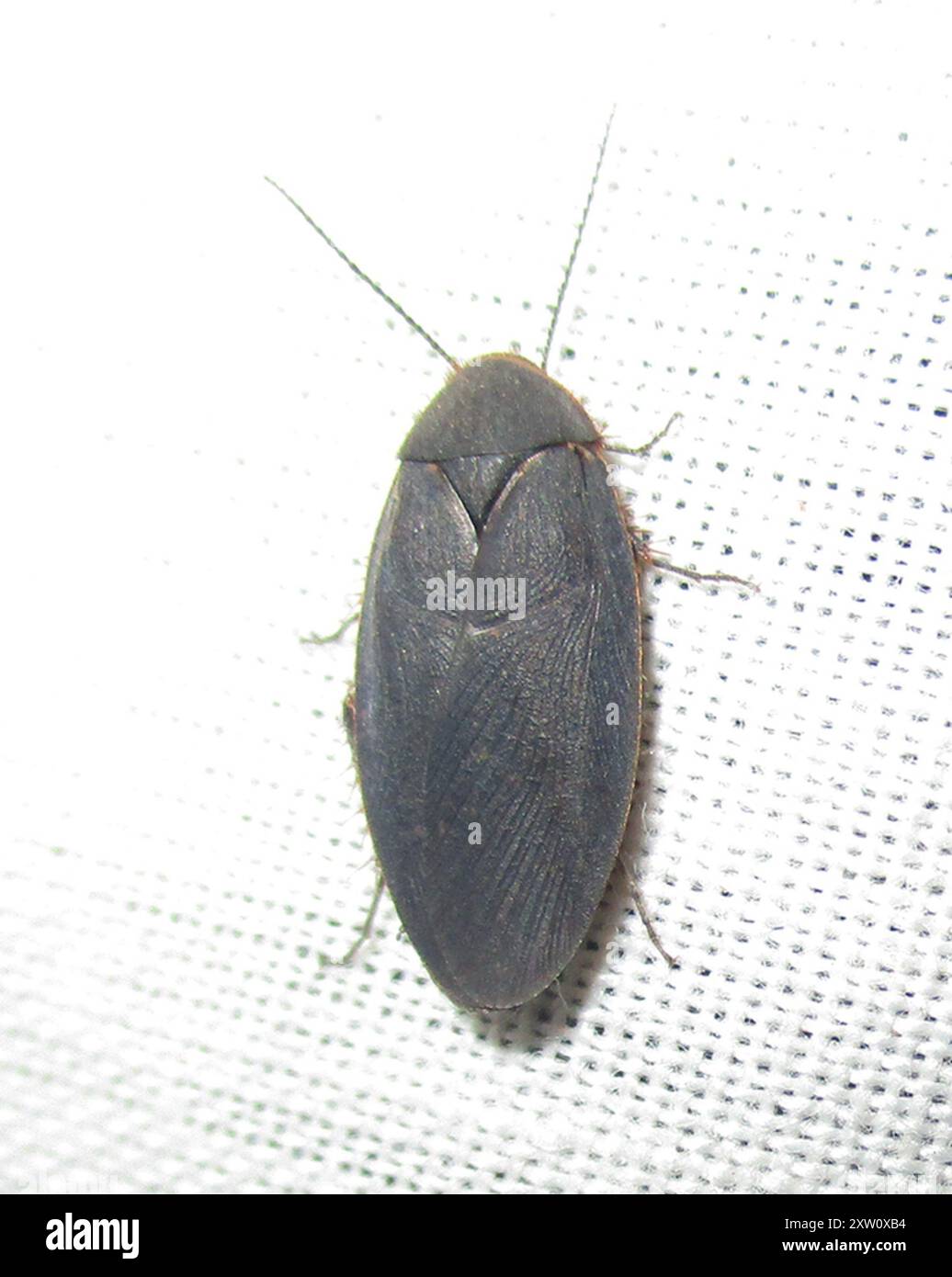 Sand Cockroaches (Corydiidae) Insecta Stock Photo - Alamy