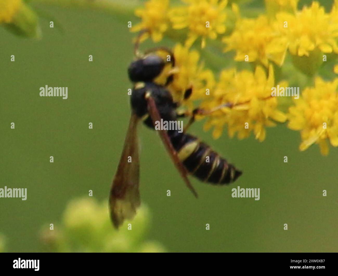 Typical Weevil Wasps and Allies (Cerceris) Insecta Stock Photo - Alamy