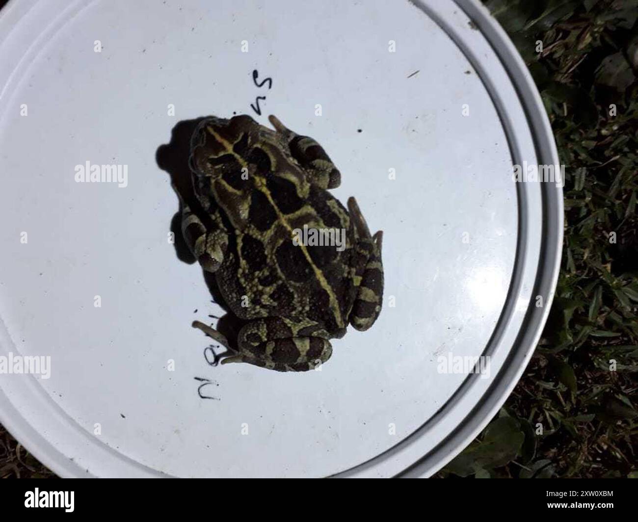 Western Leopard Toad (Sclerophrys pantherina) Amphibia Stock Photo - Alamy