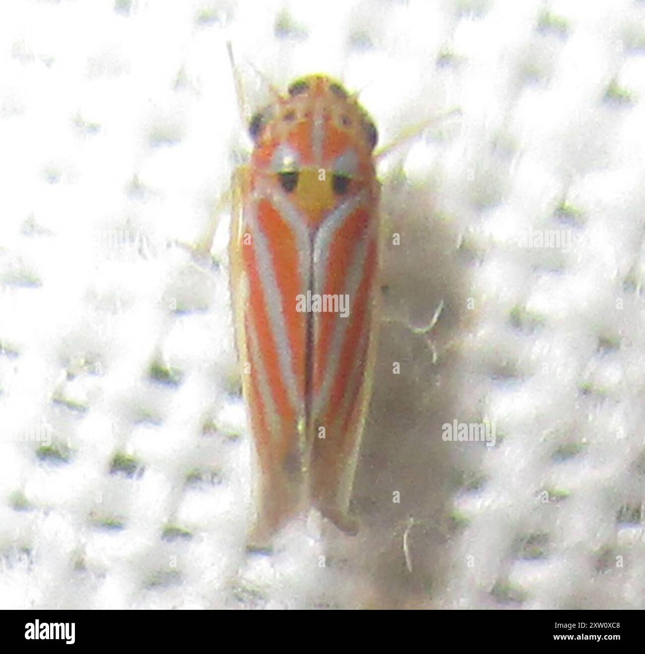 Typical Leafhoppers (Cicadellidae) Insecta Stock Photo - Alamy