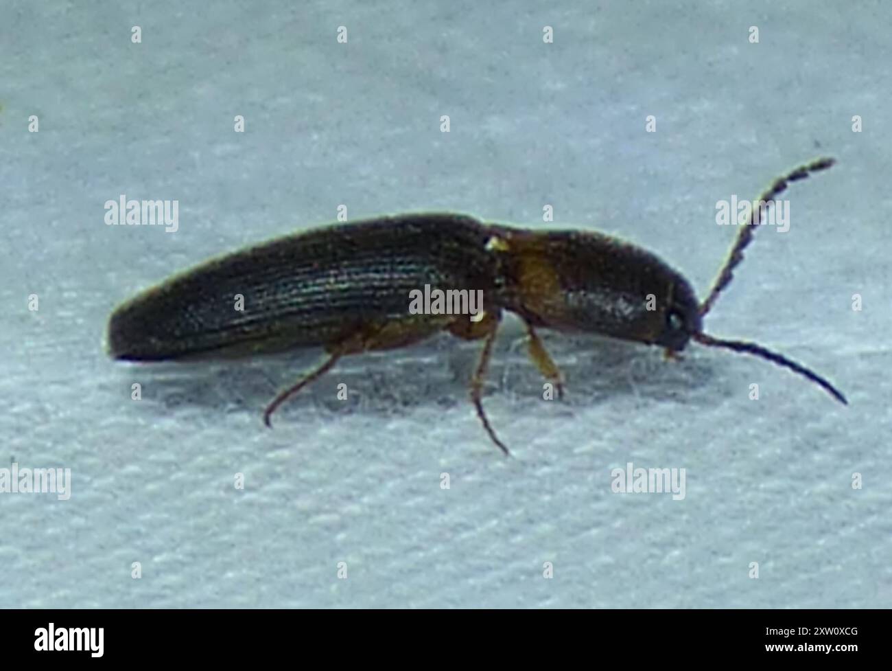 (Megapenthes rufilabris) Insecta Stock Photo - Alamy