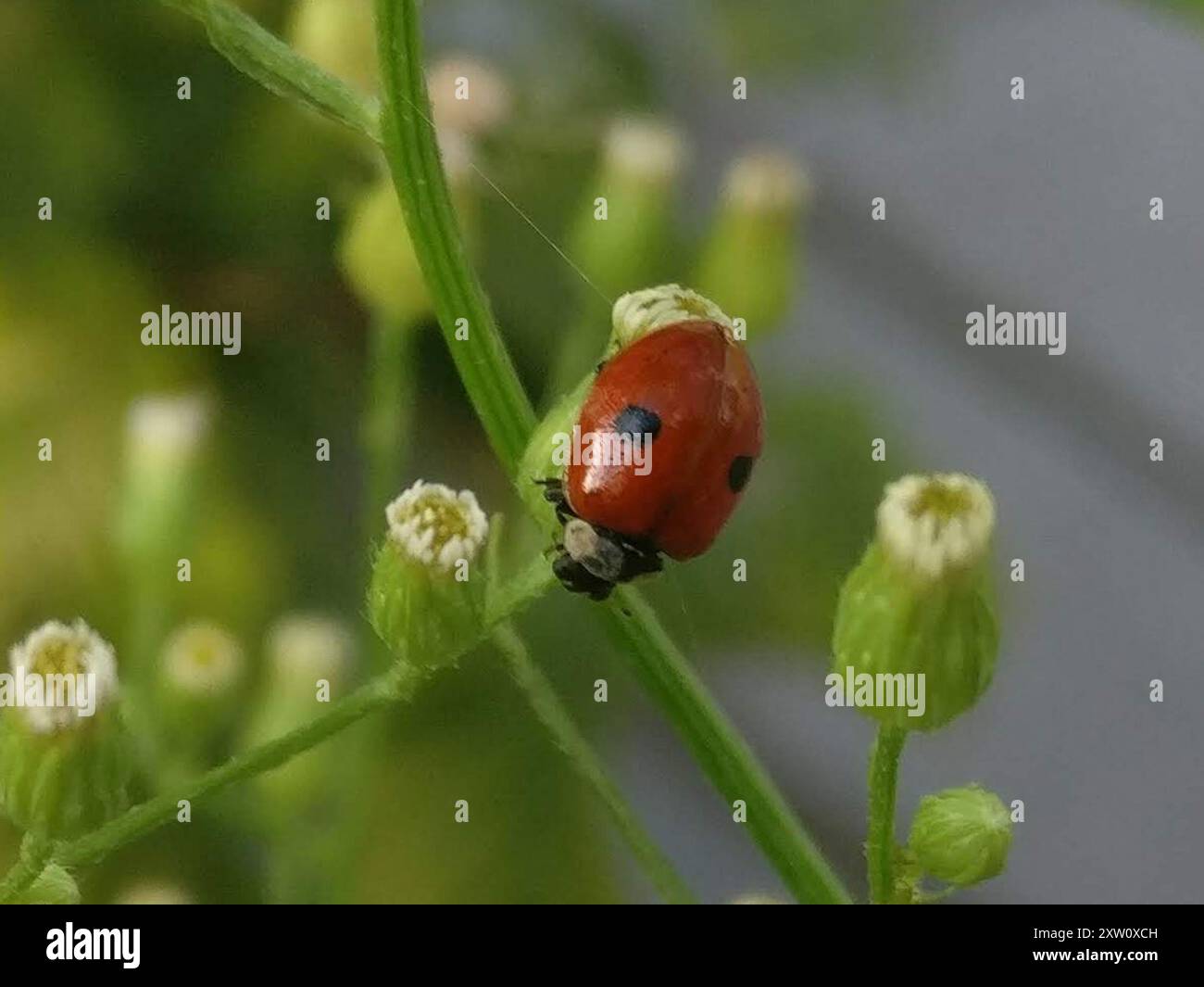 Two-spotted Lady Beetle (Adalia bipunctata) Insecta Stock Photo - Alamy