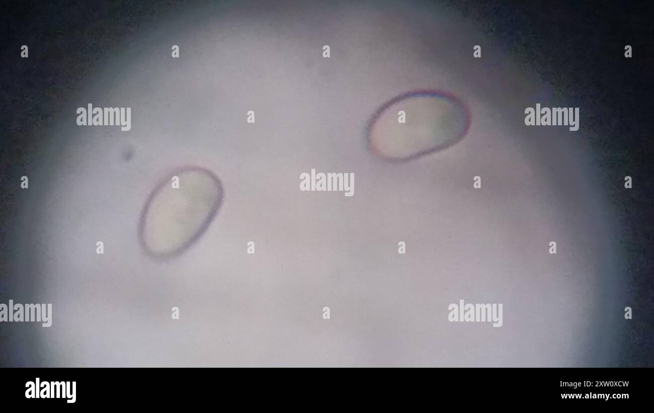 chestnut brittlestem (Homophron spadiceum) Fungi Stock Photo - Alamy