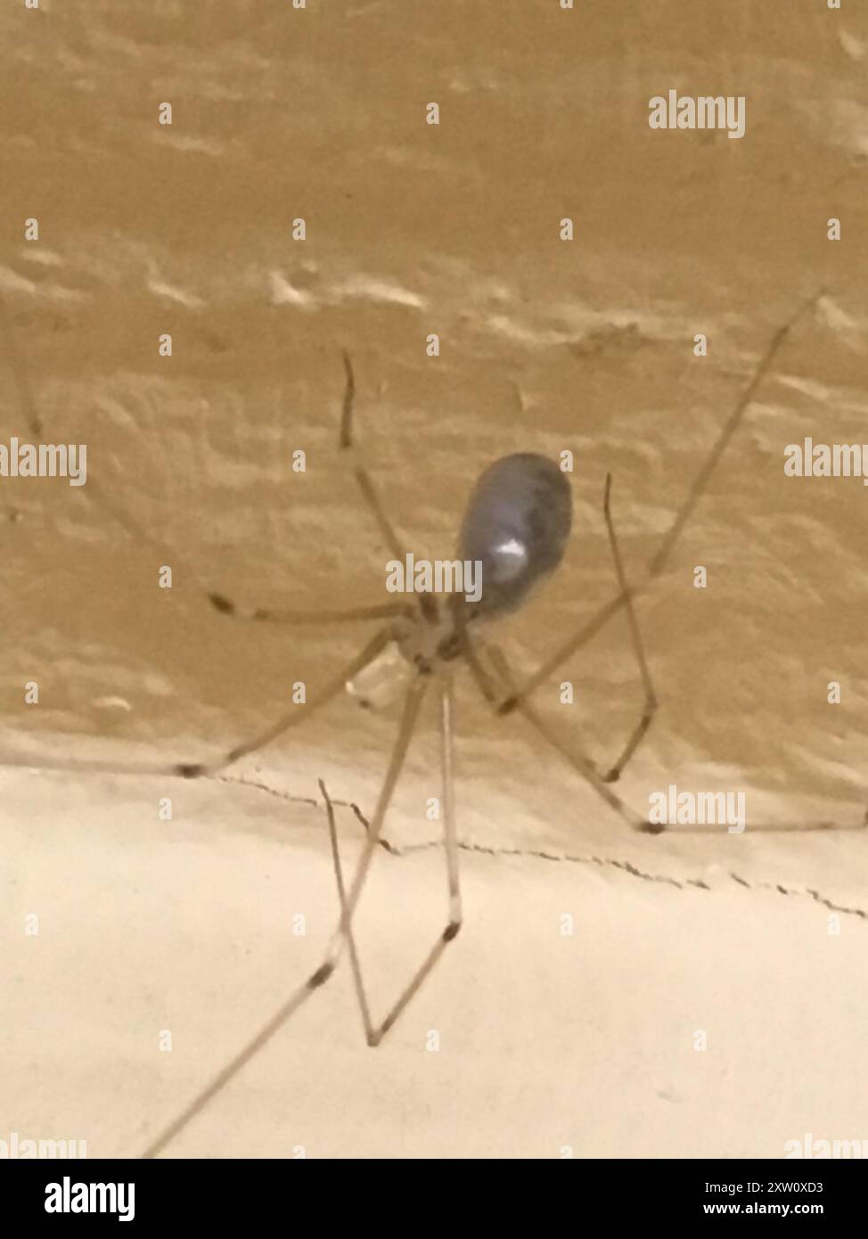 Long-bodied Cellar Spider (Pholcus phalangioides) Arachnida Stock Photo ...