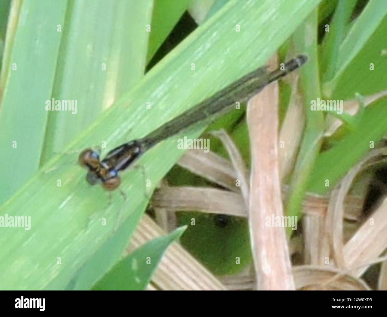 Fragile Forktail (Ischnura posita) Insecta Stock Photo - Alamy