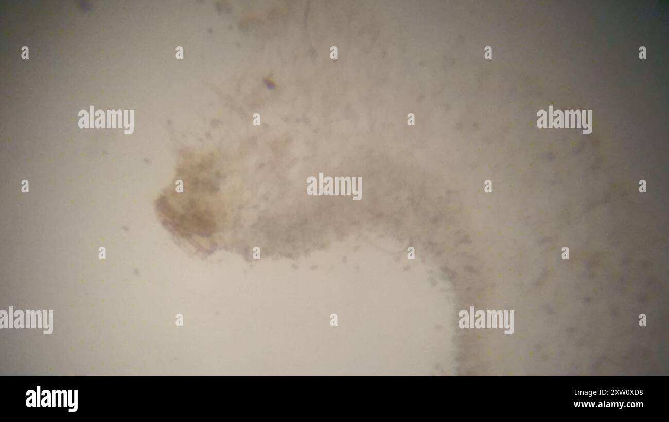 (Inosperma neobrunnescens) Fungi Stock Photo - Alamy