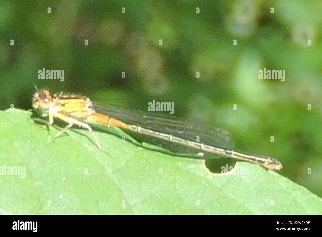 Eastern Forktail (Ischnura verticalis) Insecta Stock Photo - Alamy