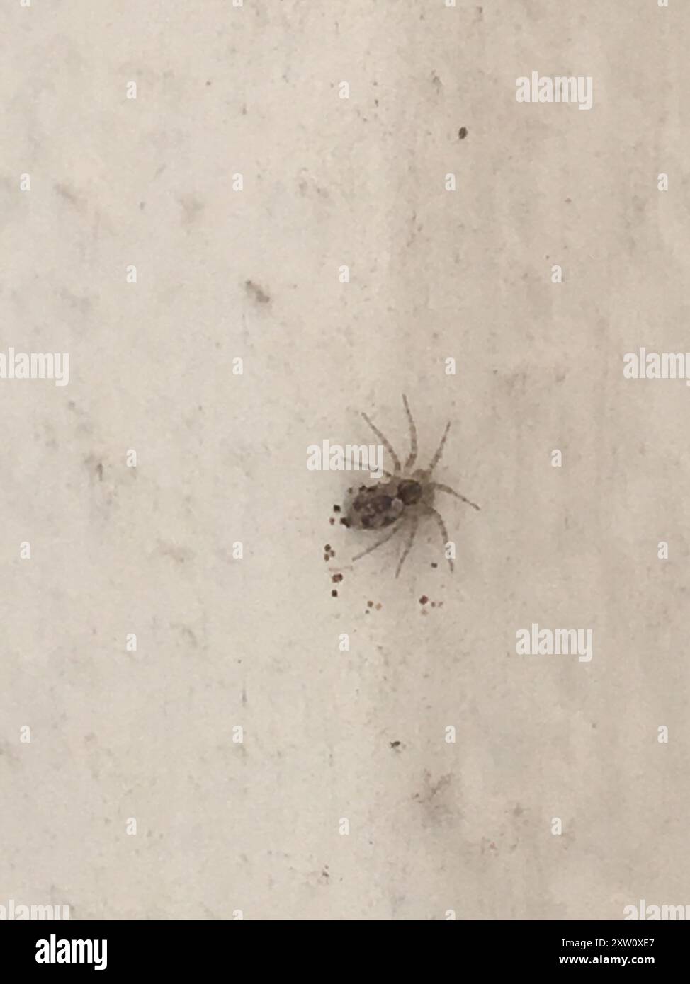 Wall Spiders (Oecobius) Arachnida Stock Photo - Alamy