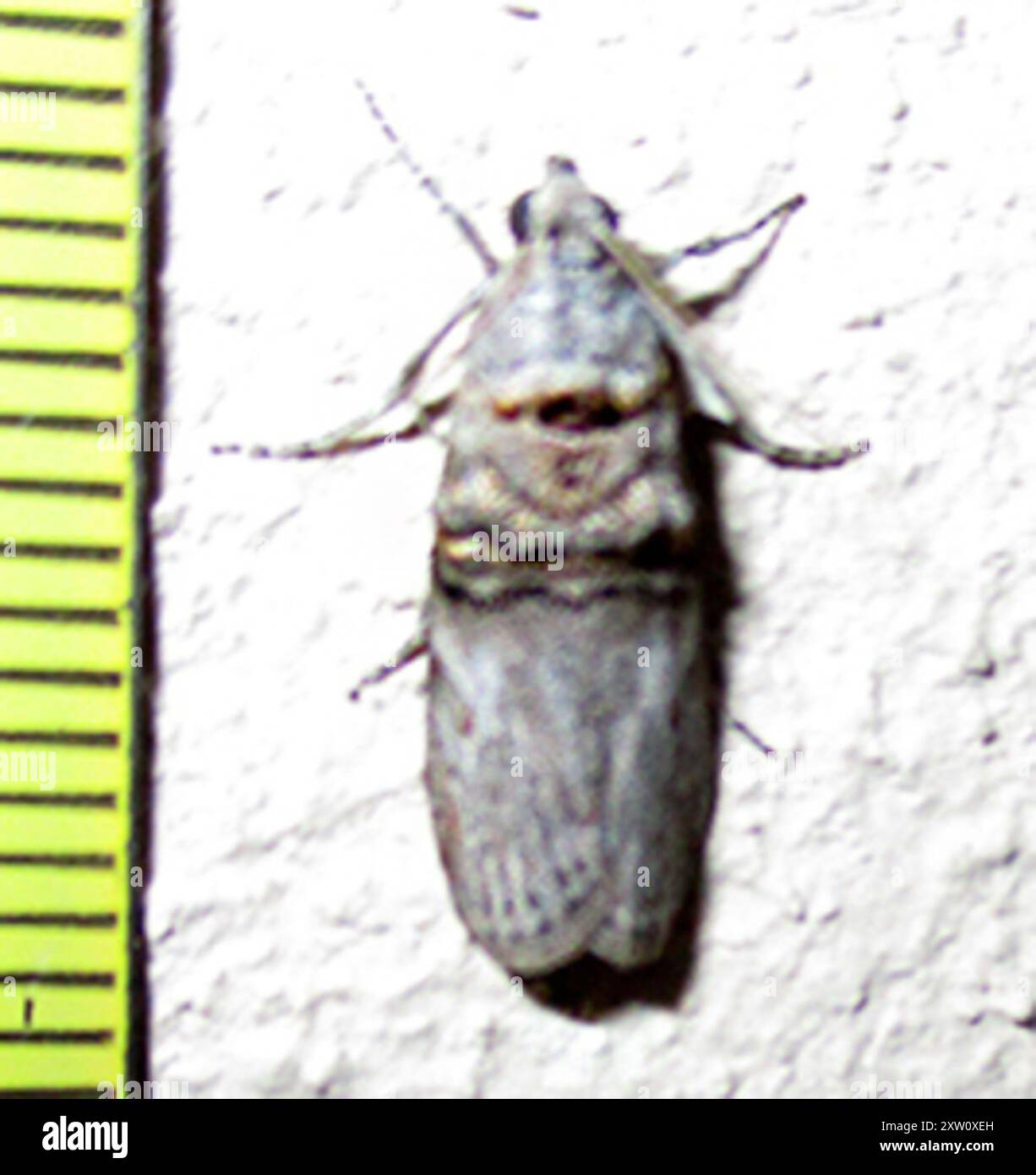 (Trachonitis capensis) Insecta Stock Photo - Alamy