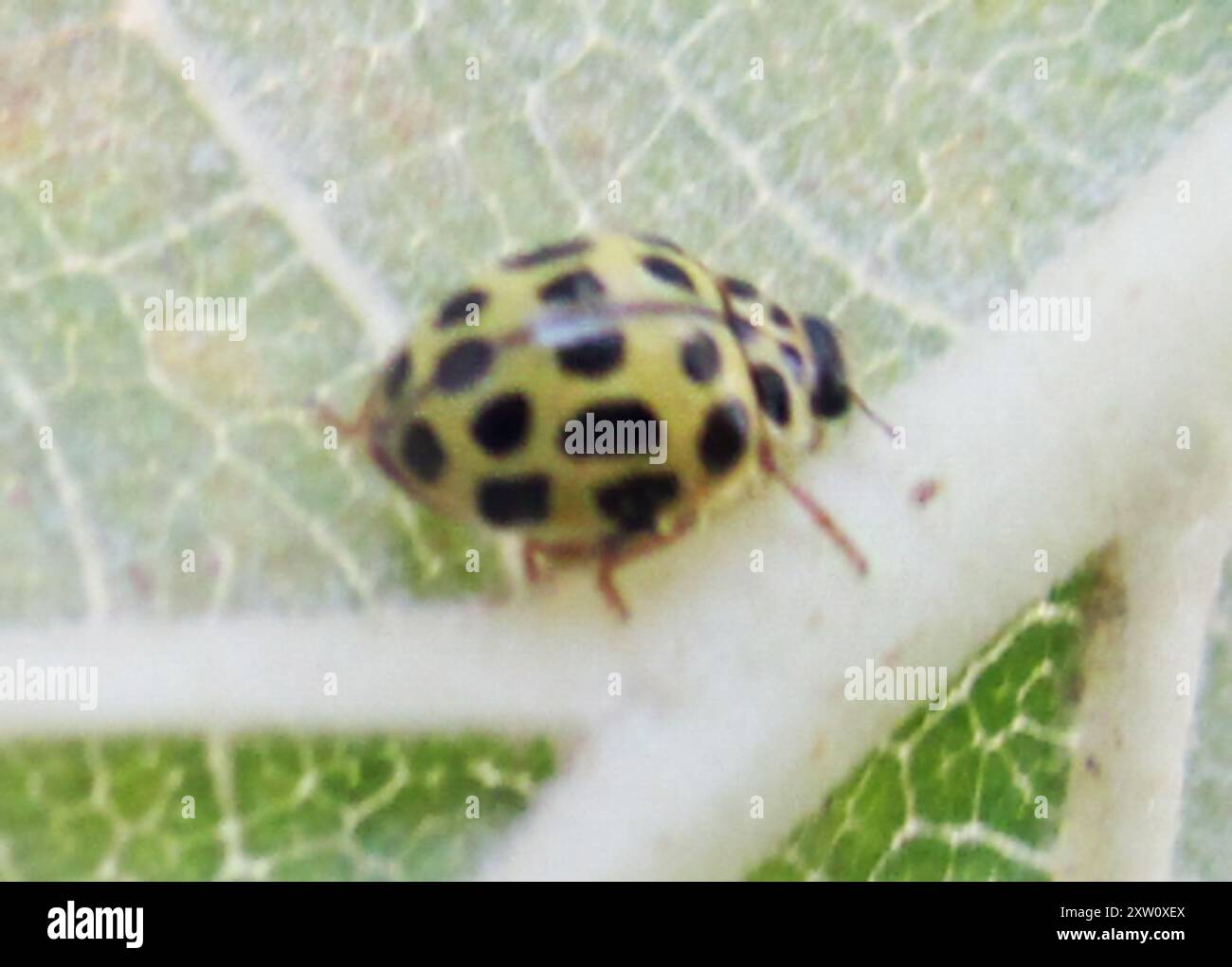Fungus-eating Lady Beetles (Psyllobora) Insecta Stock Photo - Alamy