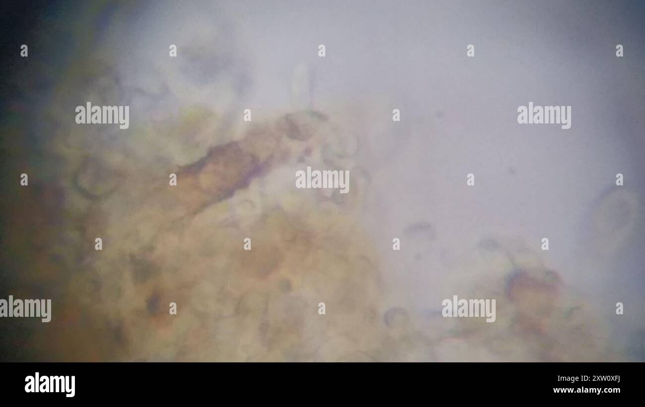Basidiomycete Fungi (Basidiomycota) Fungi Stock Photo - Alamy