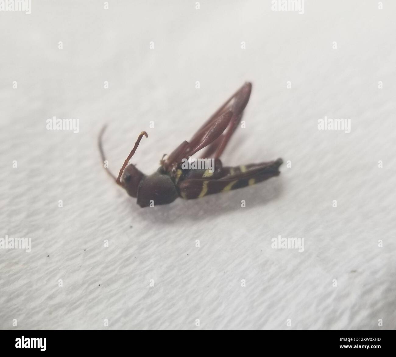 Red-headed Ash Borer (Neoclytus acuminatus) Insecta Stock Photo - Alamy