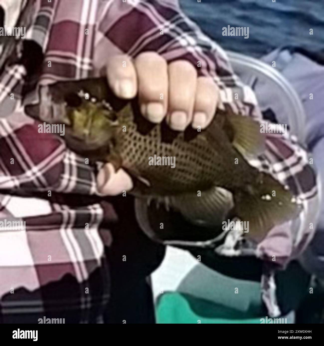 Rock Bass (Ambloplites rupestris) Actinopterygii Stock Photo - Alamy