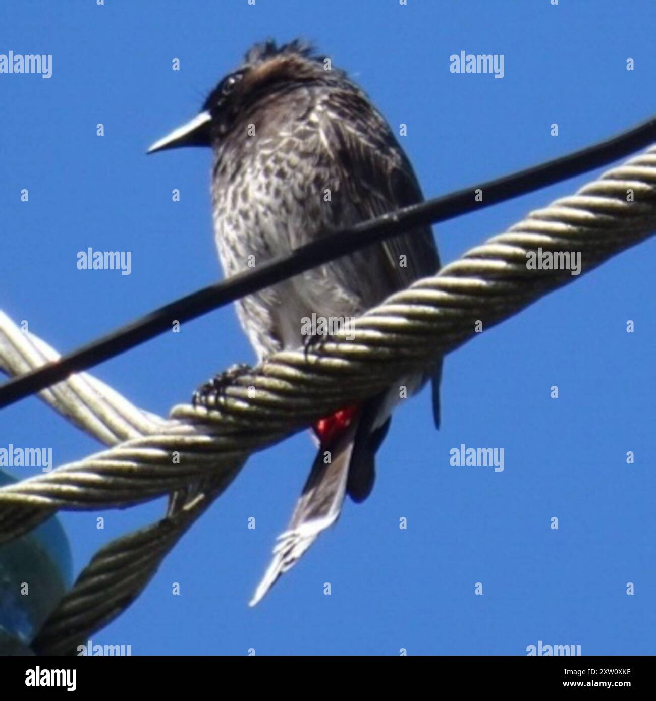 Red-vented Bulbul (Pycnonotus cafer) Aves Stock Photo - Alamy