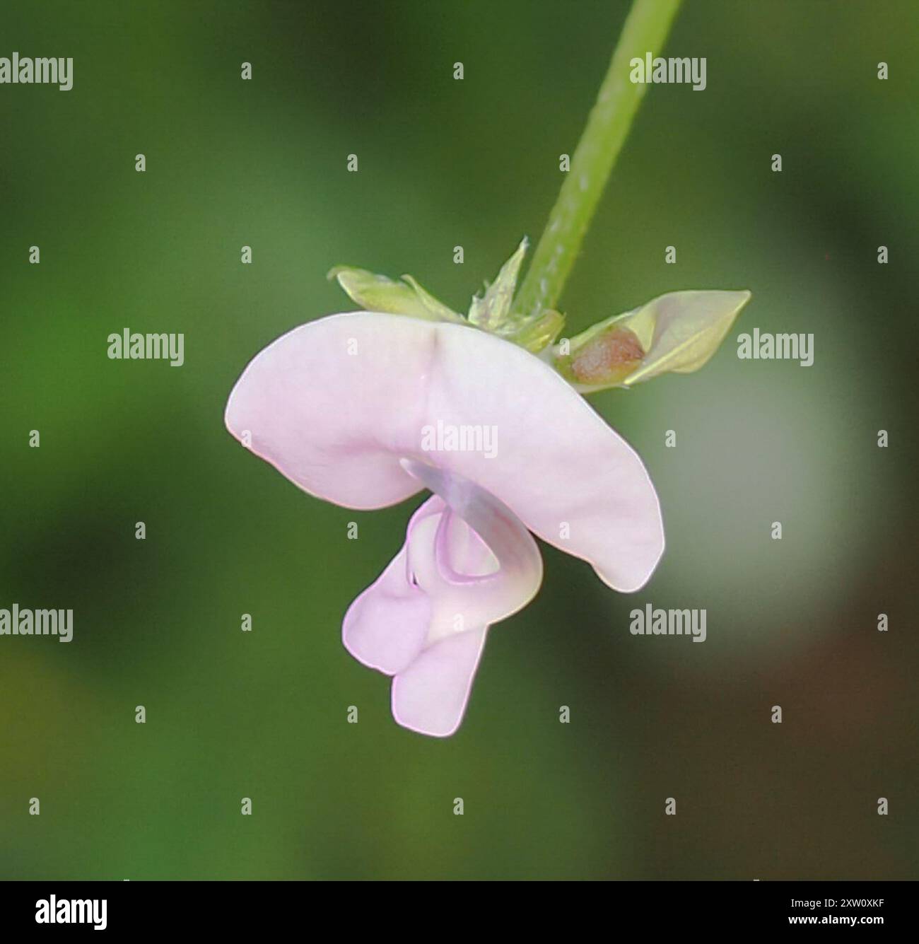 trailing fuzzy-bean (Strophostyles helvola) Plantae Stock Photo - Alamy