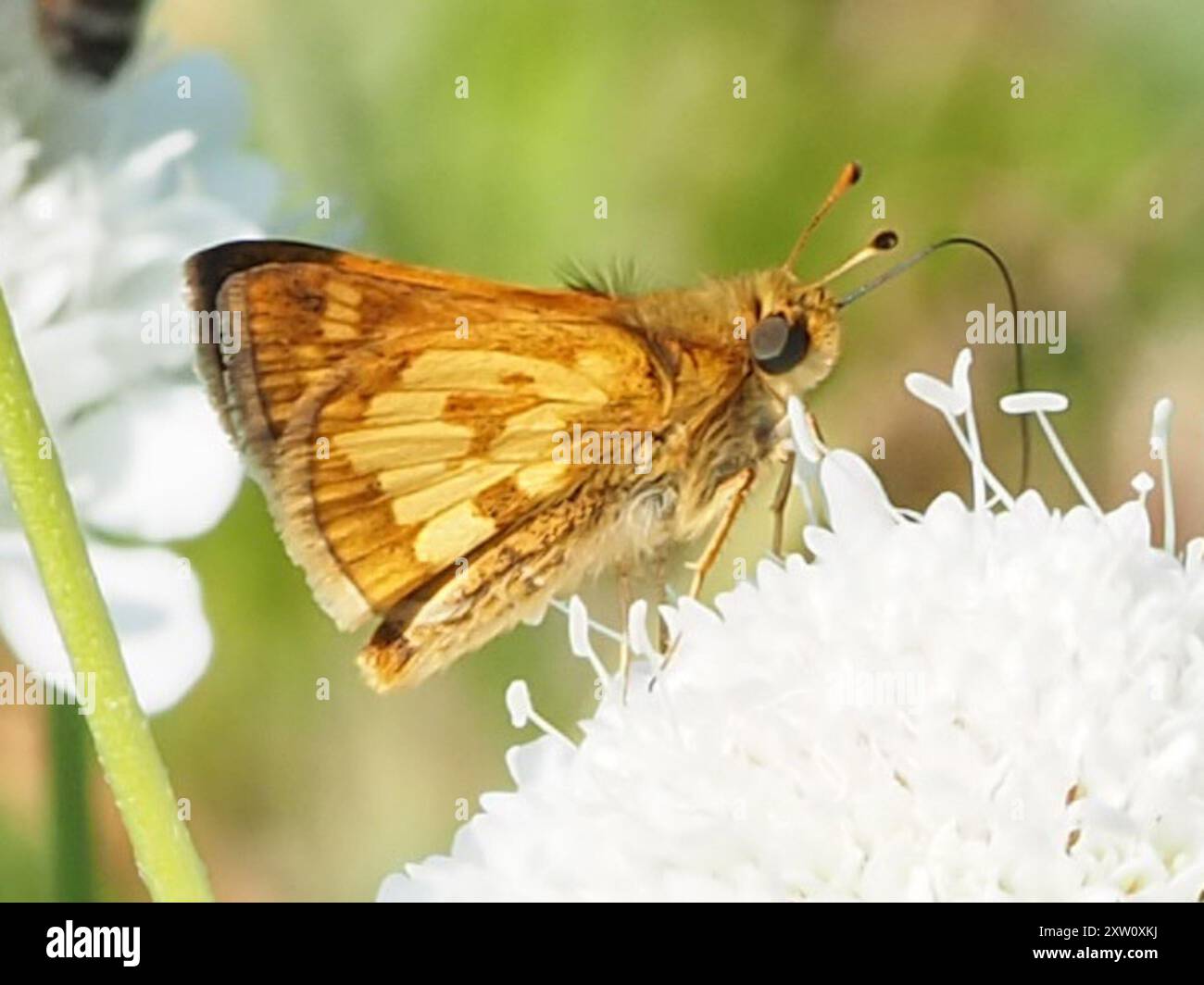 Peck's Skipper (Polites peckius) Insecta Stock Photo - Alamy