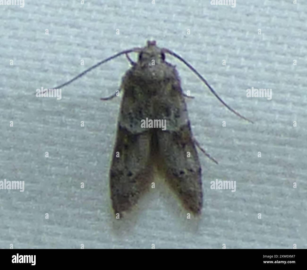 Acorn Moth (Blastobasis glandulella) Insecta Stock Photo - Alamy